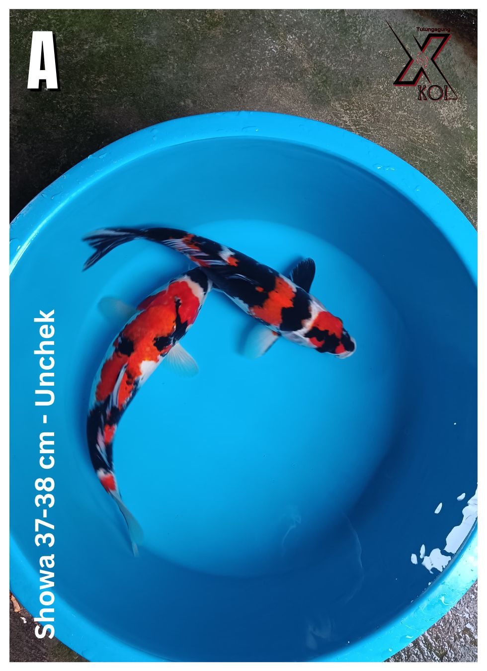 Master Koi - Lelang Ke-#063 X Koi Group Tulungagung