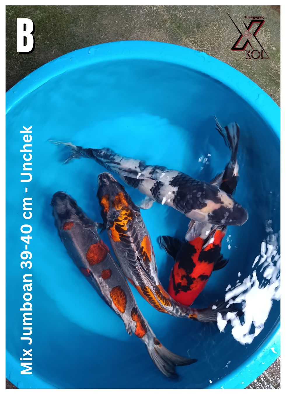 Master Koi - Lelang Ke-#063 X Koi Group Tulungagung