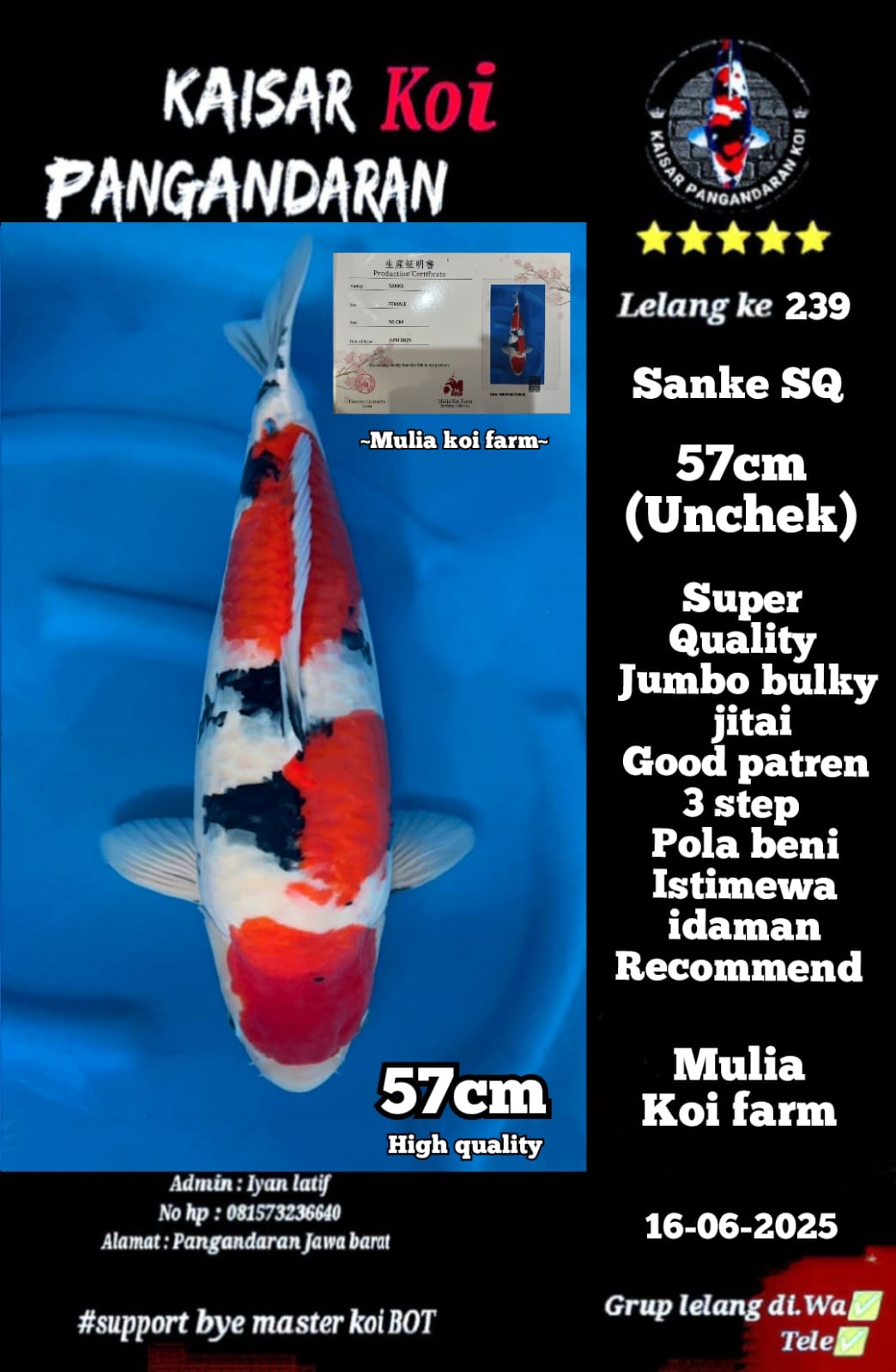 Master Koi - Lelang Ke-#239 Kaisar Pangandaran Koi