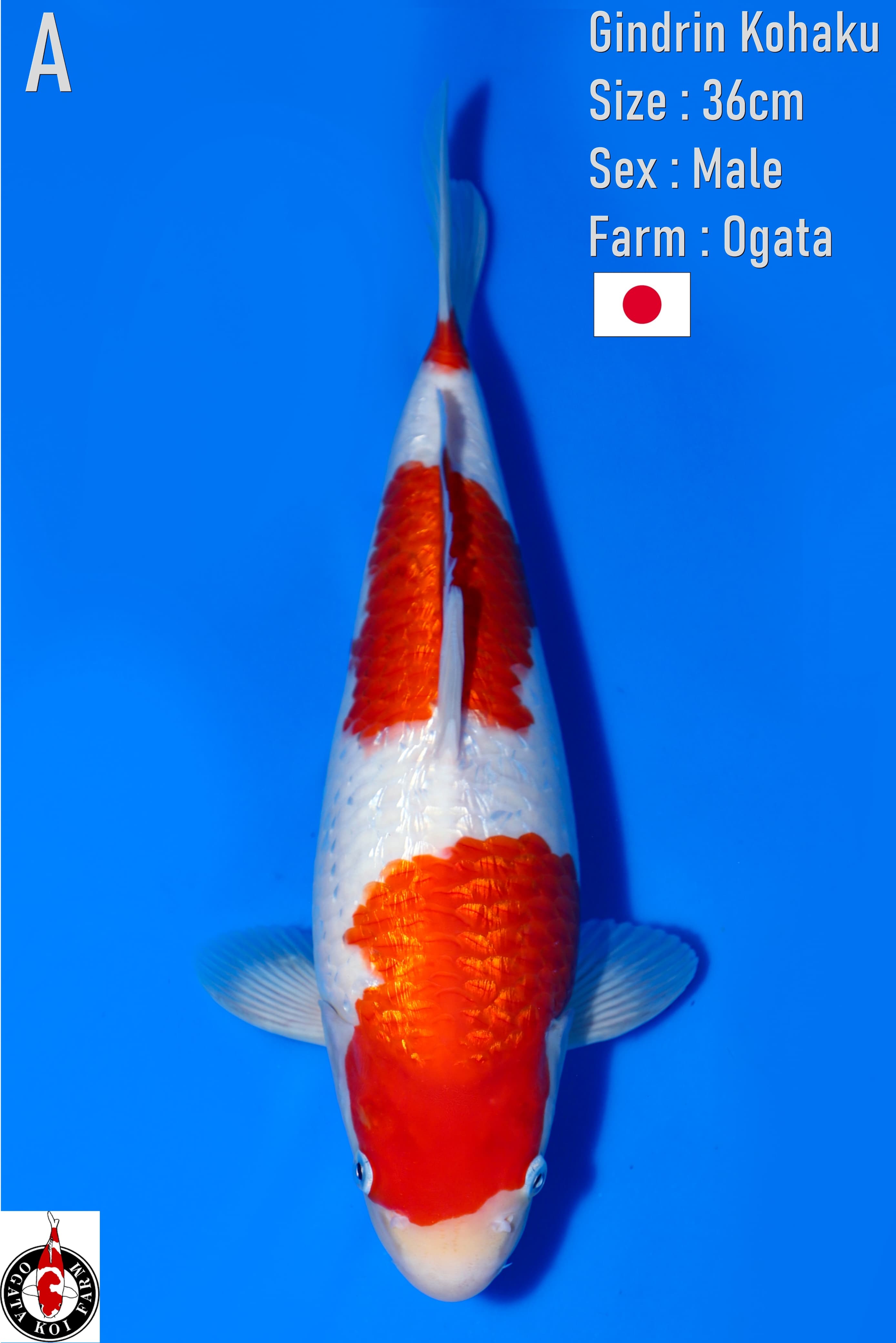 Master Koi - Lelang Ke-#059 San Cherry Koi Centre Sukabumi