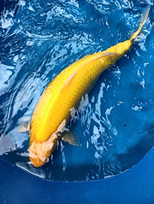 Master Koi - Lelang Ke-#035 Naf Koi Farm Tasikmalaya