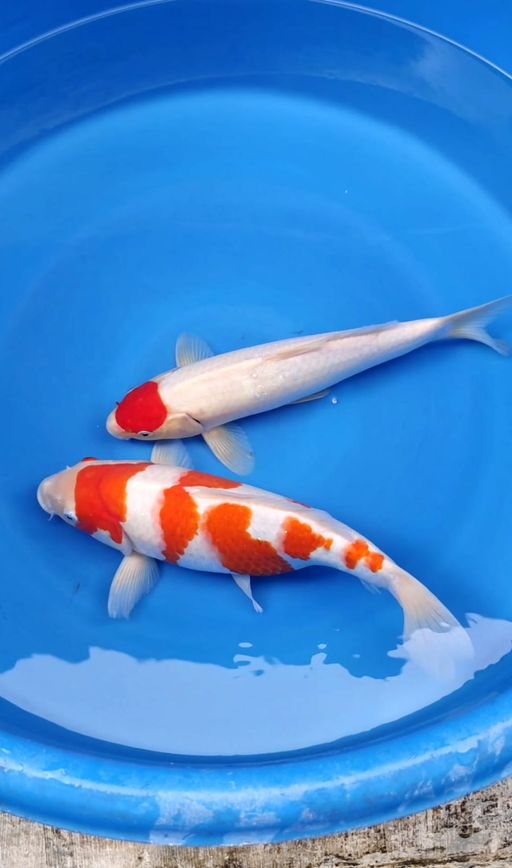 Master Koi - Lelang Ke-#127 Mareta Fish Center Blitar