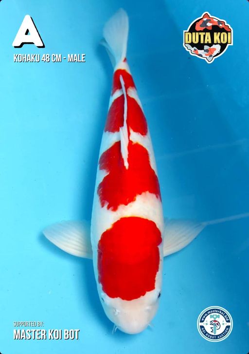 Master Koi - Lelang Ke-#016 Duta Koi Blitar