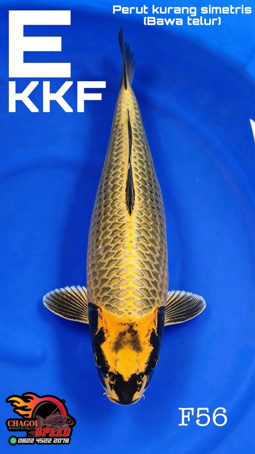Master Koi - Lelang Ke-#294 Chagoi Speed Mitra Kkf Blitar