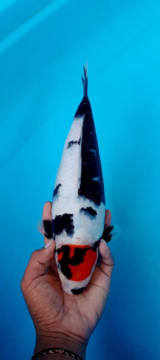 Master Koi - Lelang Ke-#028 Jofish Tulungagung