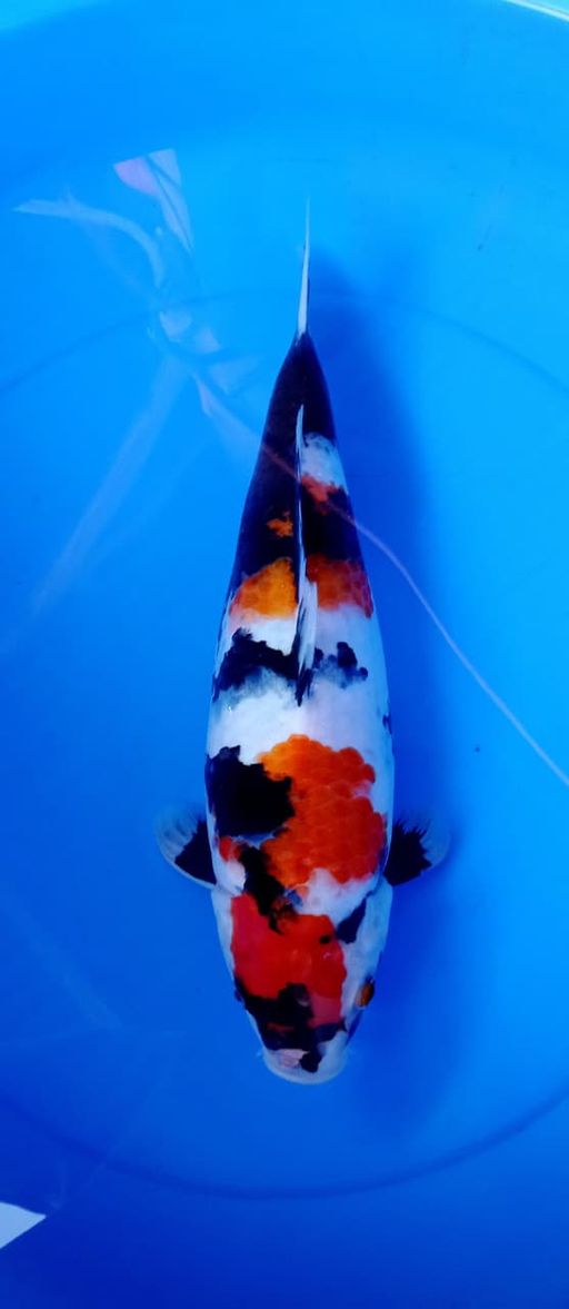 Master Koi - Lelang Ke-#028 Jofish Tulungagung