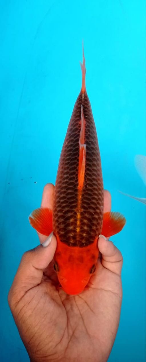 Master Koi - Lelang Ke-#028 Jofish Tulungagung