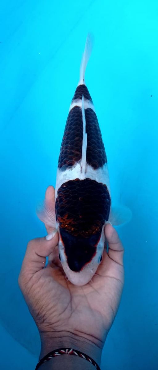 Master Koi - Lelang Ke-#028 Jofish Tulungagung