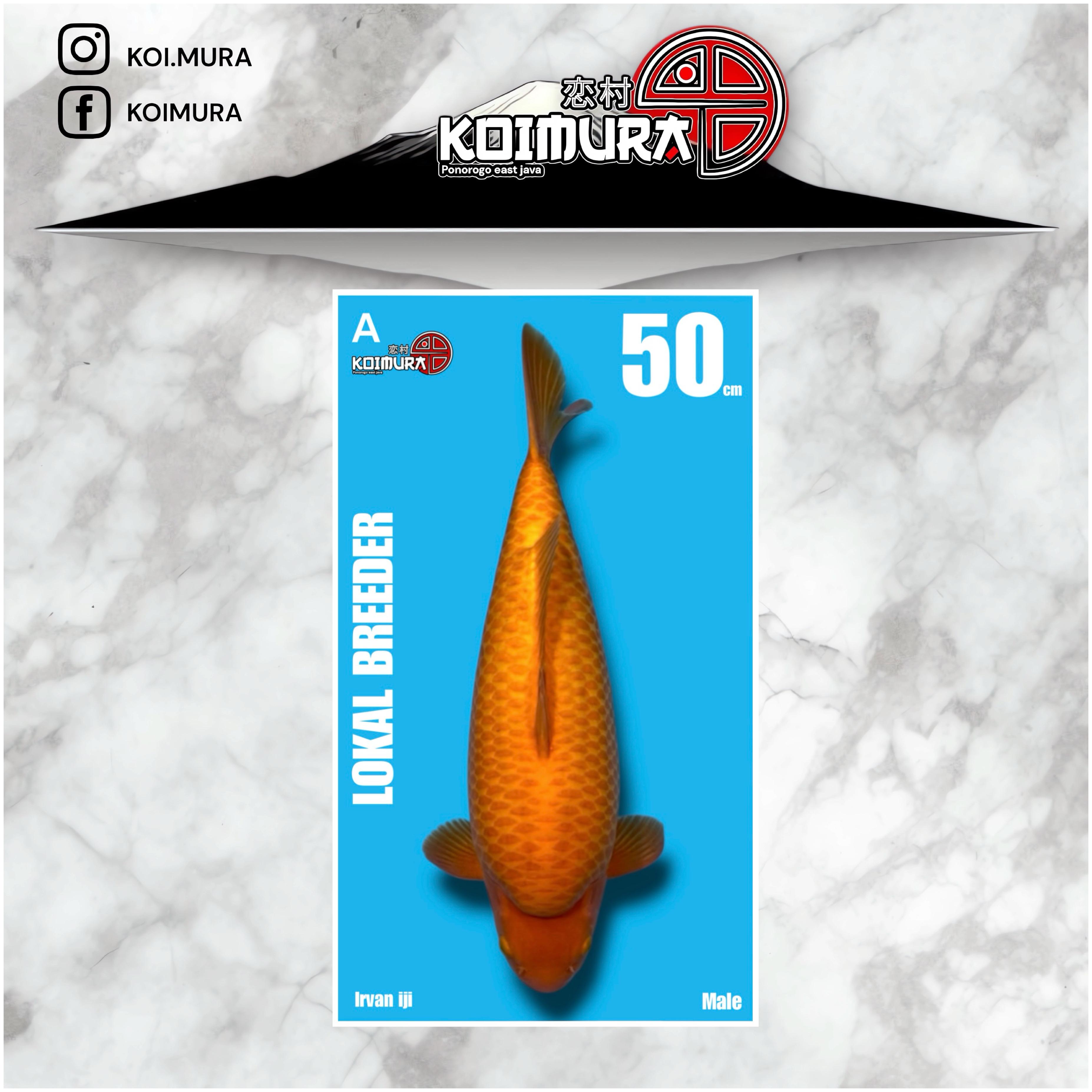 Master Koi - Lelang Ke-#017 Koimura Ponorogo