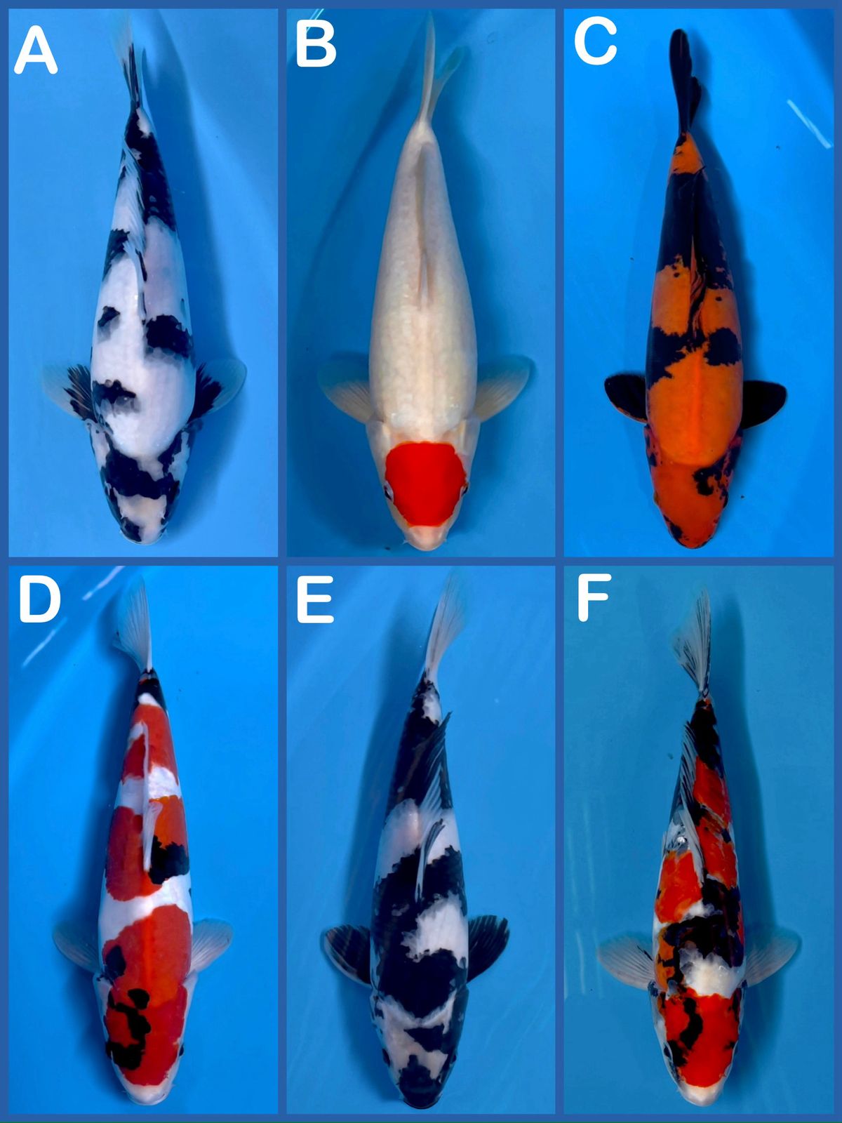 Master Koi - Lelang Ke-#315 Noura Koi Fish Ponorogo