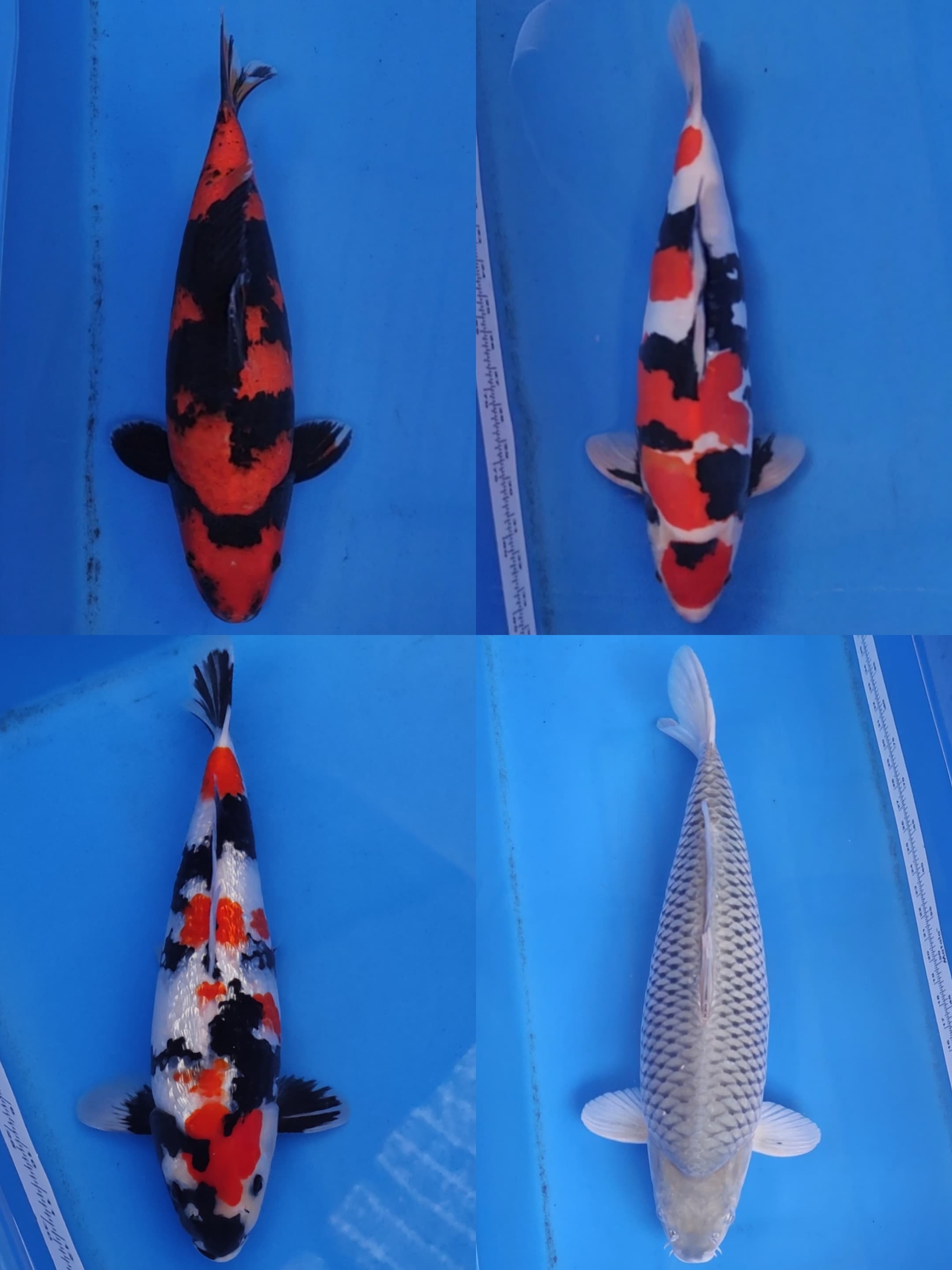 Master Koi - Lelang Ke-#019 Mohyakoi Blitar