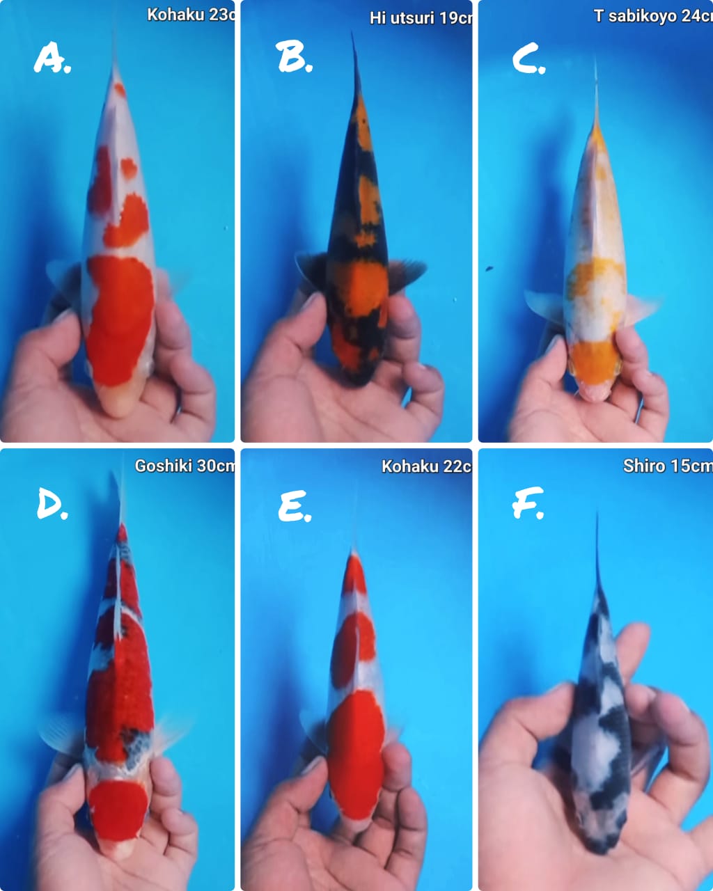 Master Koi - Lelang Ke-#474 Kaffa Koi Blitar