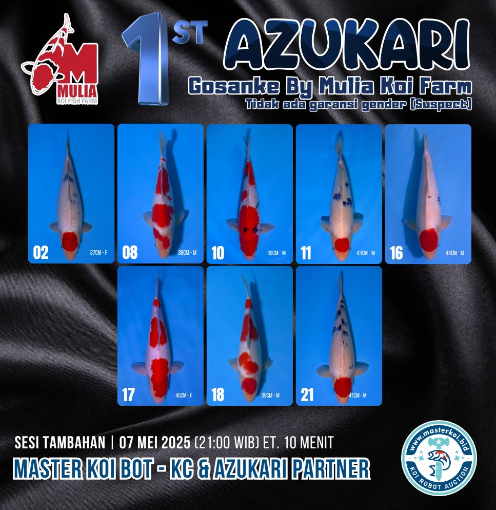 Master Koi - Lelang Ke-#017 Mulia Koi Farm Surabaya [Azukari]
