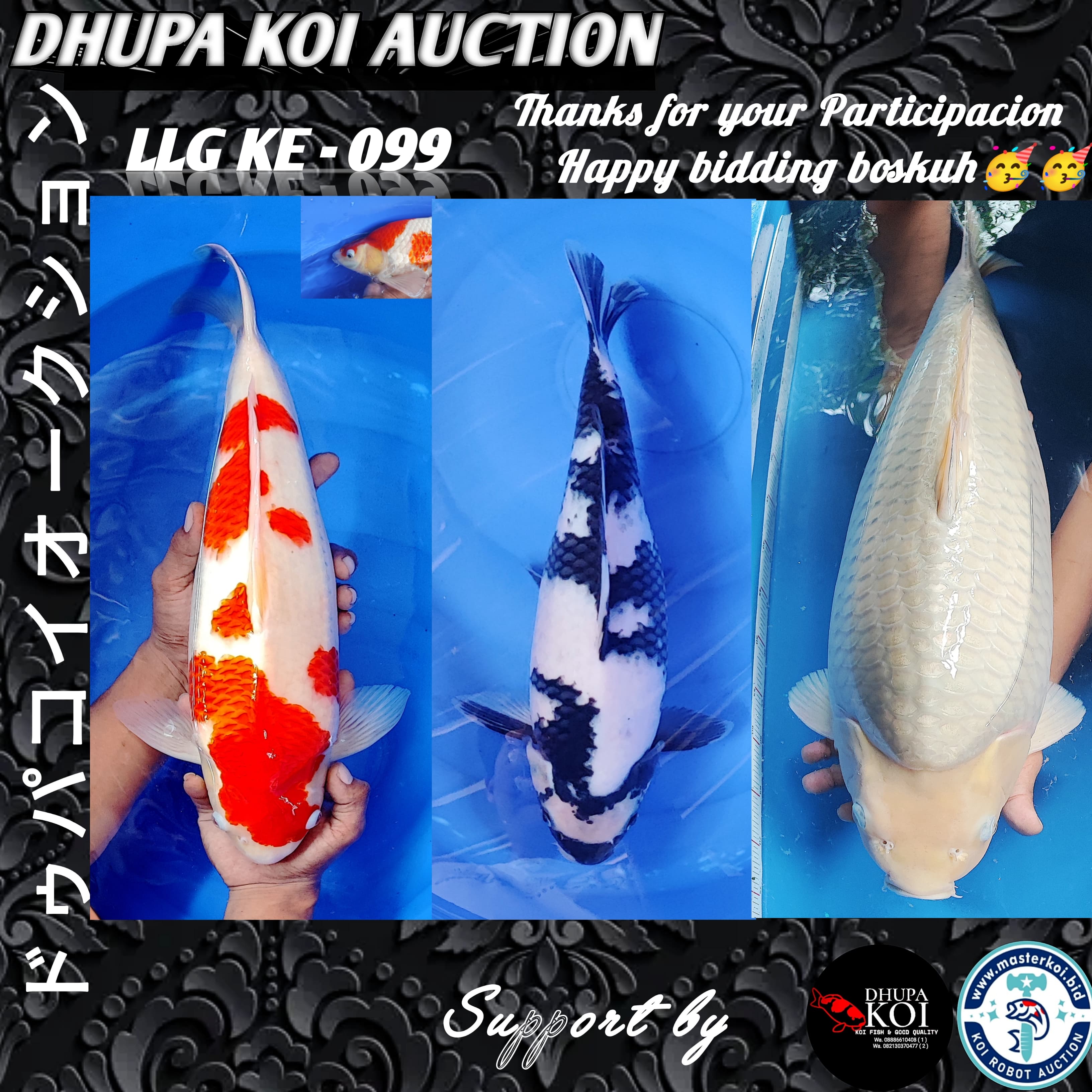 Master Koi - Lelang Ke-#099 Dhupa Koi Kudus