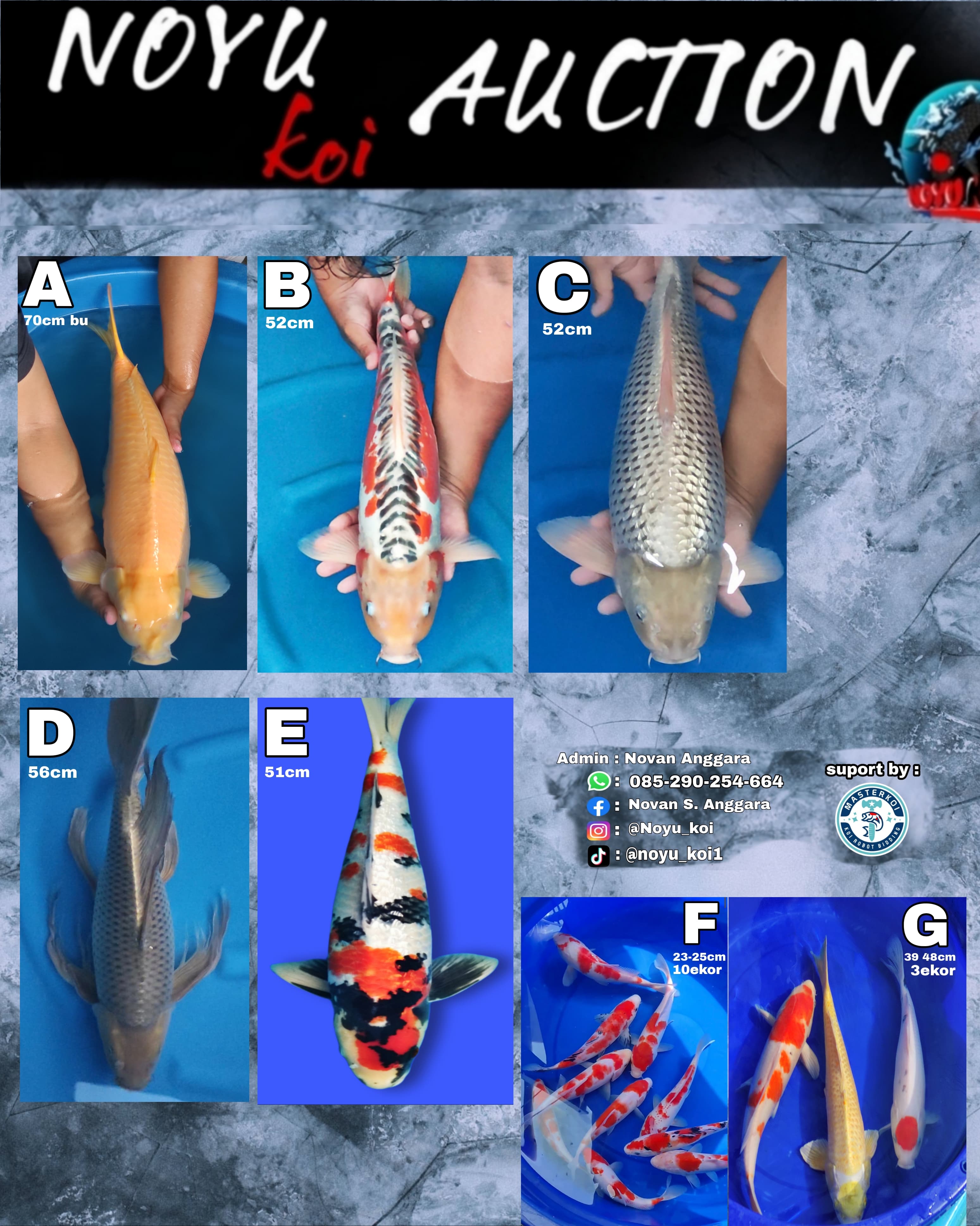 Master Koi - Lelang Ke-#037 Noyu Koi Banjarnegara
