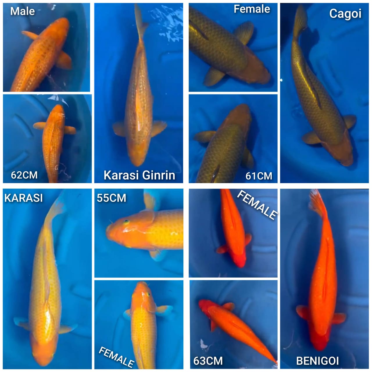 Master Koi - Lelang Ke-#001 Red Post Koi Farm Depok