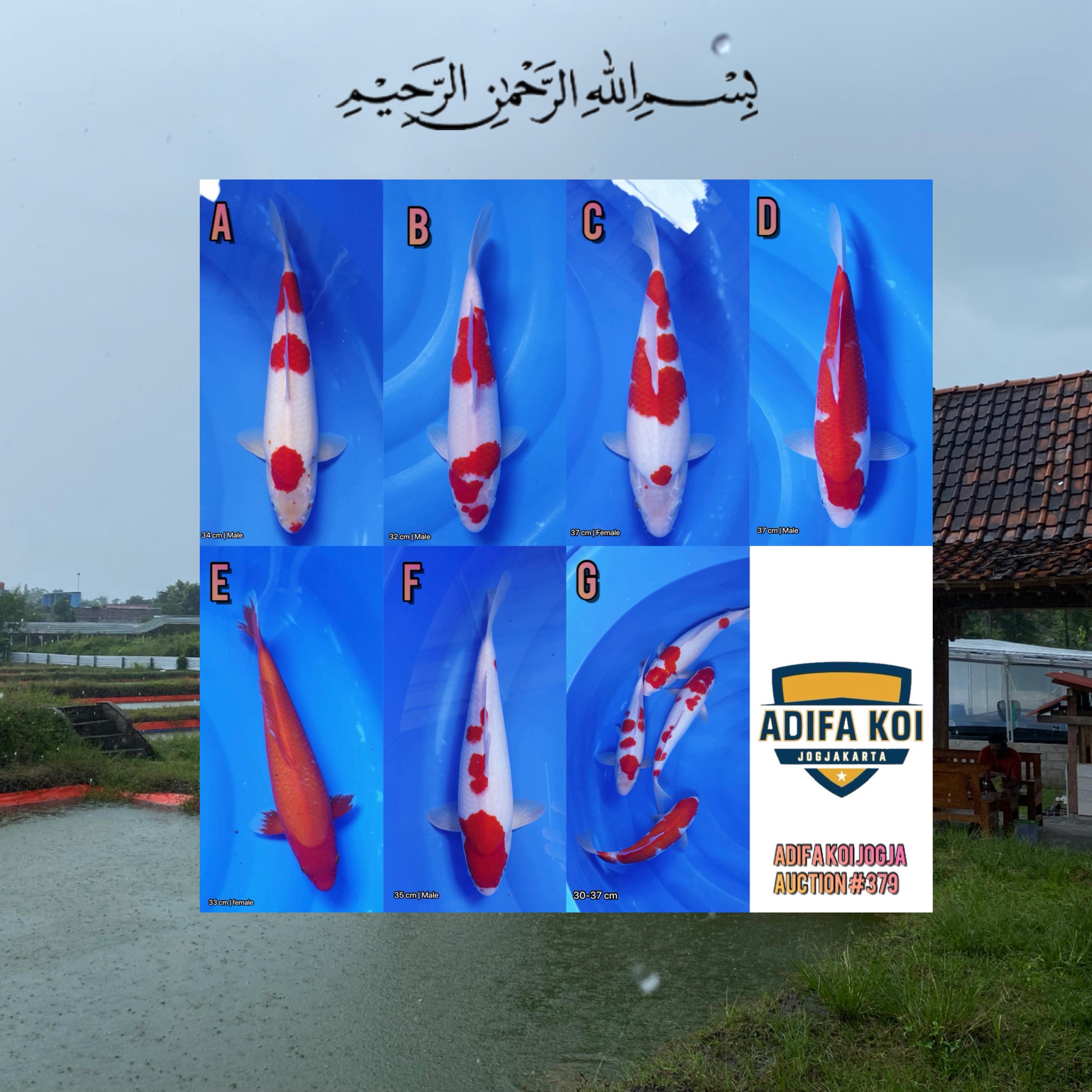 Master Koi - Lelang Ke-#379 Adifa Koi Jogja