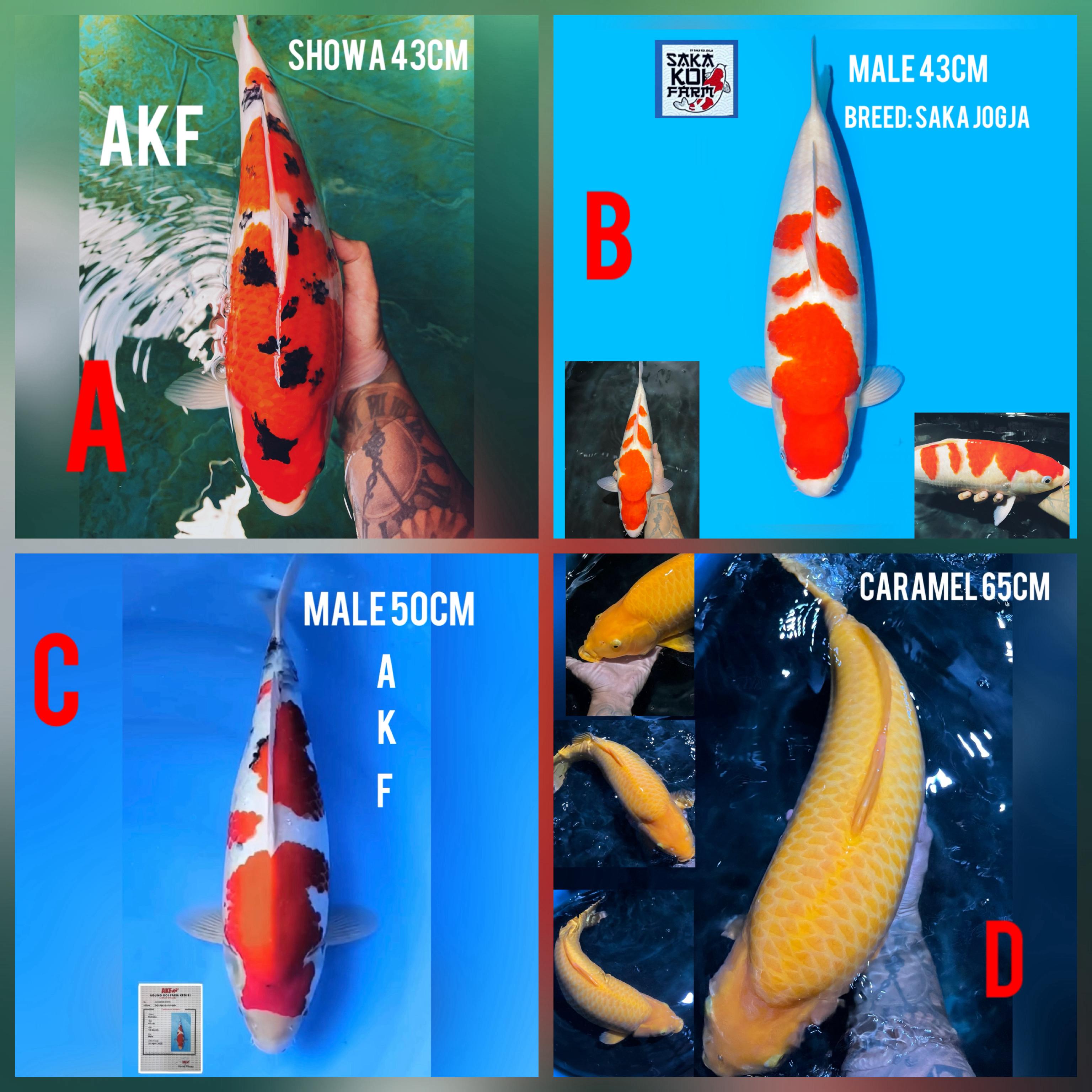 Master Koi - Lelang Ke-#007 Yakuza Koi Cilacap