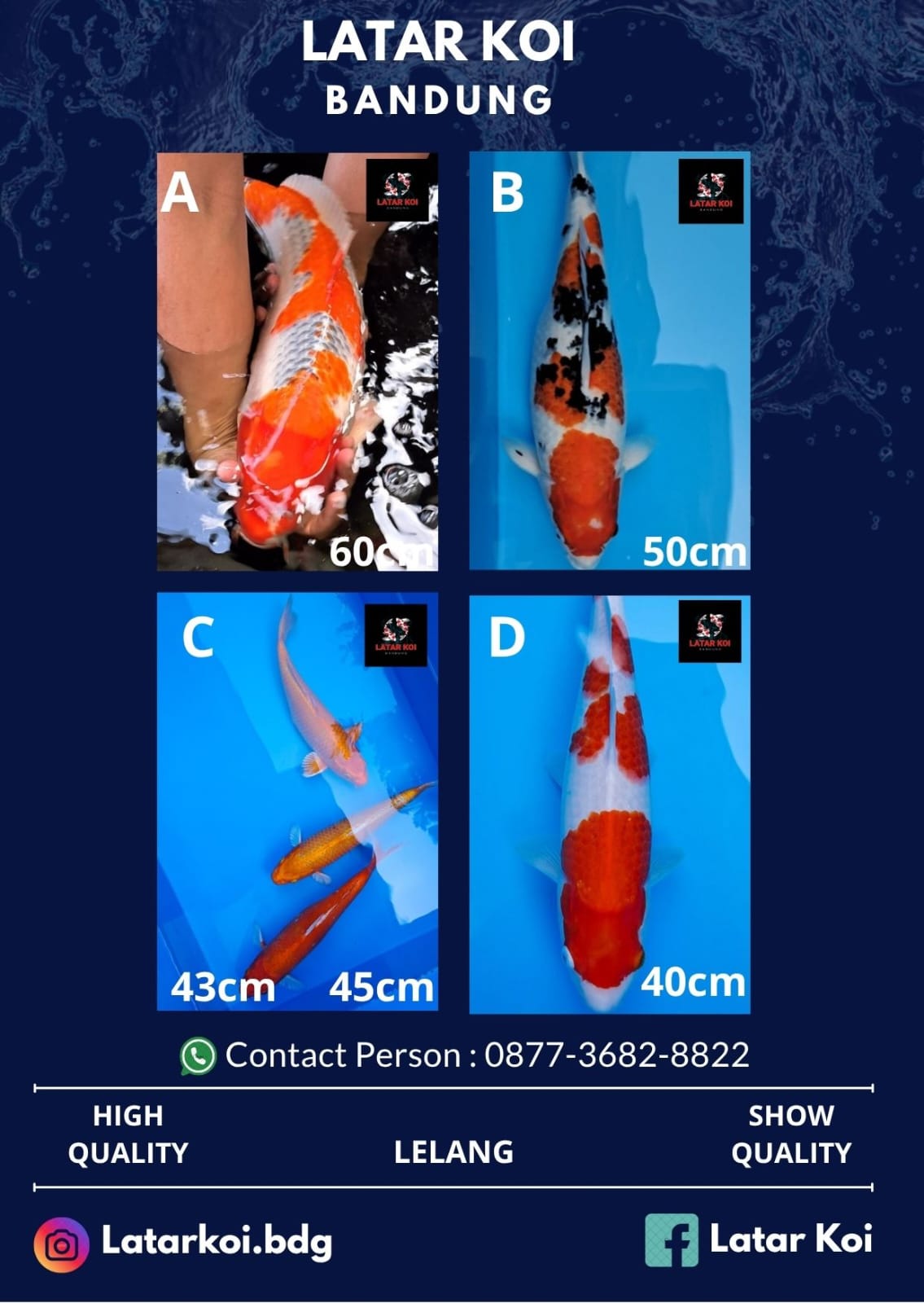 Master Koi - Lelang Ke-#005 Latar Koi Bandung