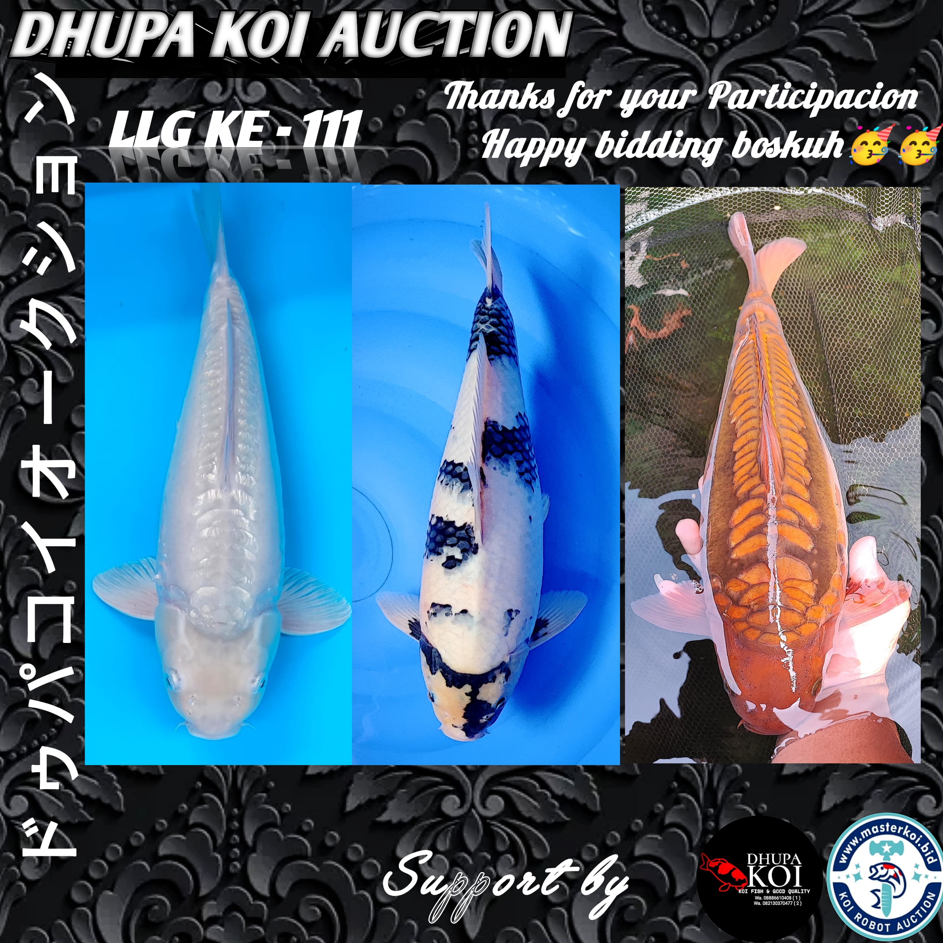 Master Koi - Lelang Ke-#111 Dhupa Koi Kudus