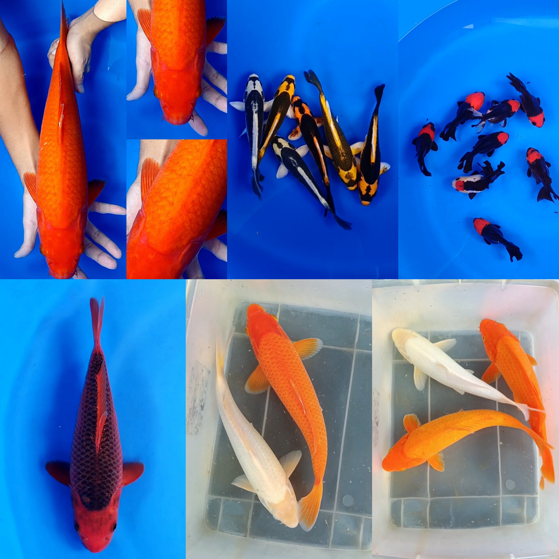 Master Koi - Lelang Ke-#077 Mareta Fish Center Blitar