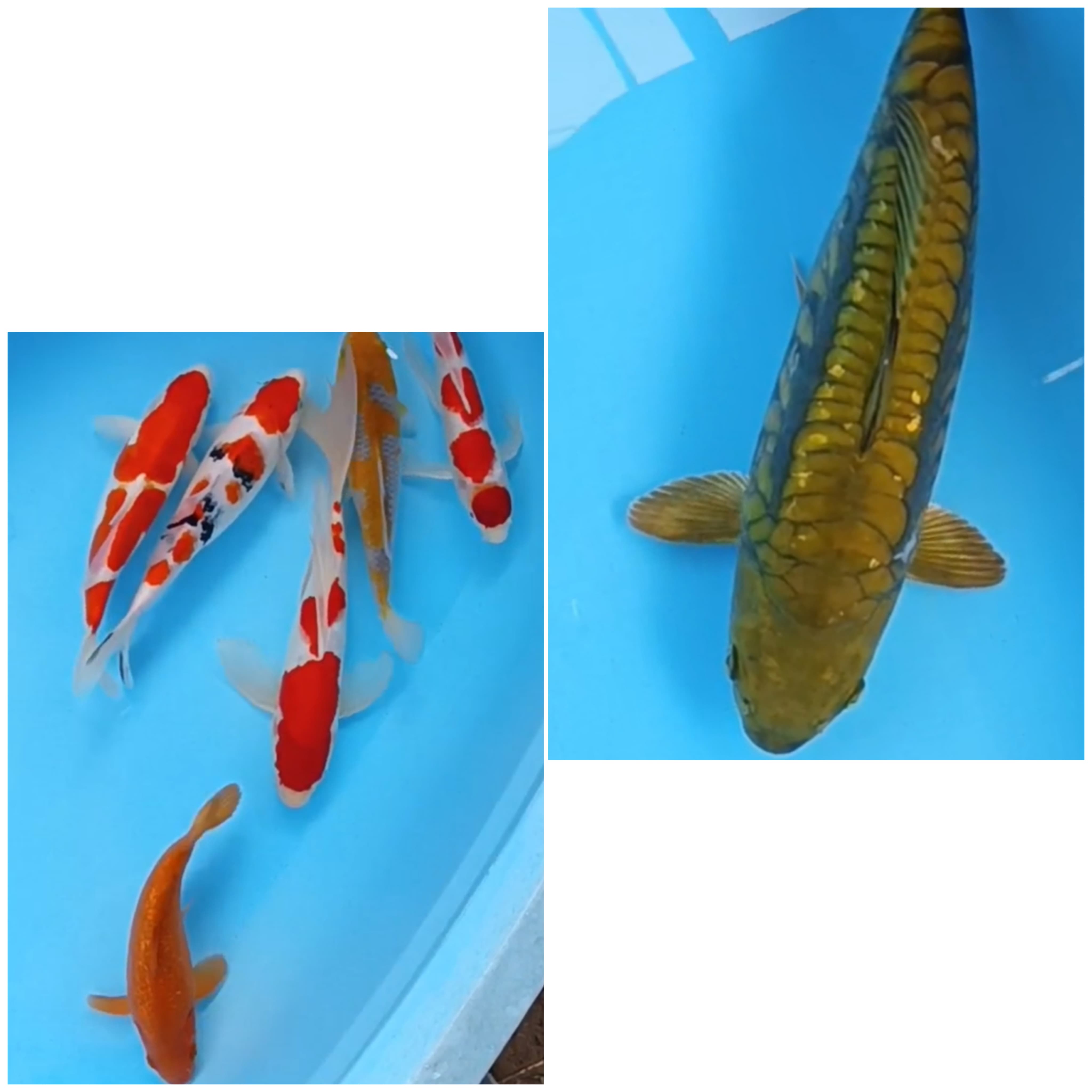 Master Koi - Lelang Ke-#077 Latif Koi Blitar