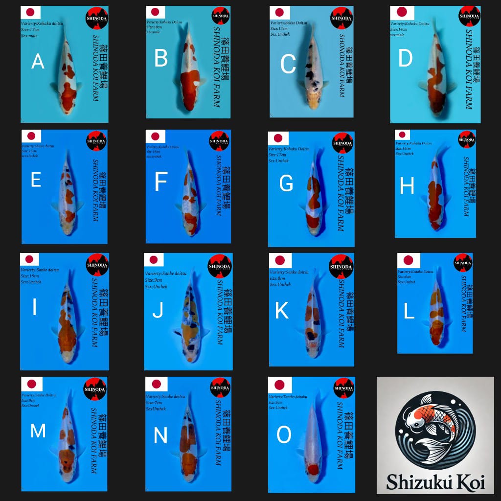 Master Koi - Lelang Ke-#059 Shizuki Koi Blitar