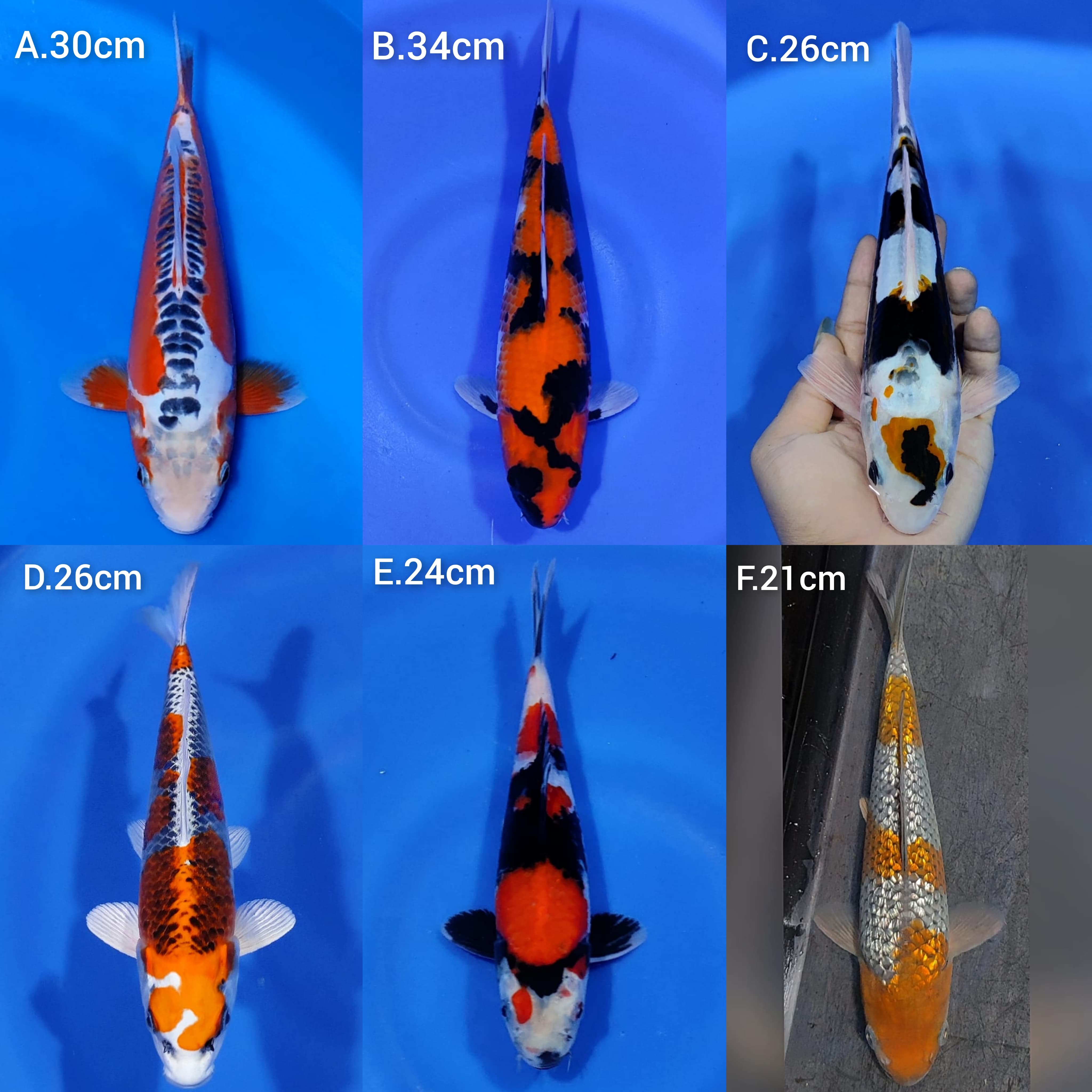 Master Koi - Lelang Ke-#009 Mekoi Nusantara Blitar