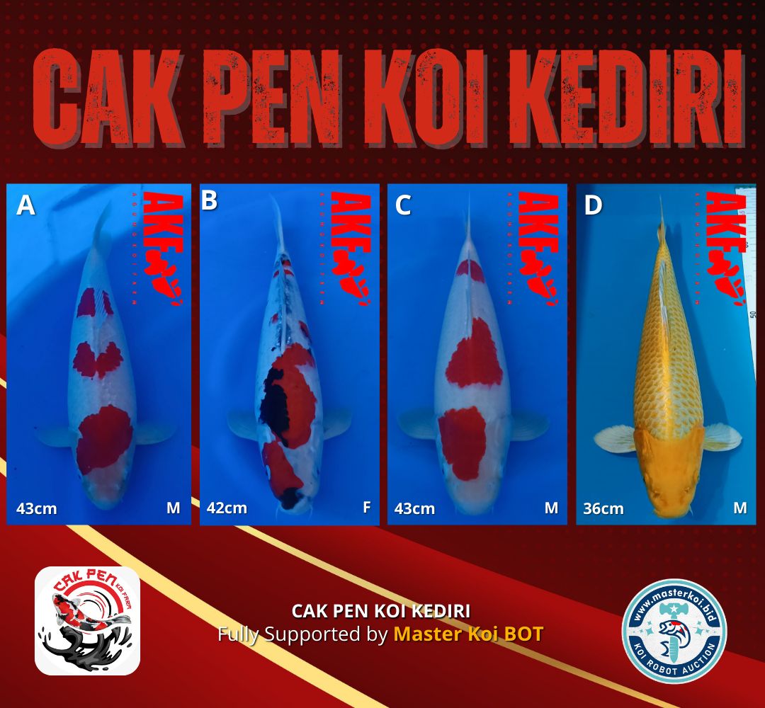 Master Koi - Lelang Ke-#278 Cak Pen Koi Kediri