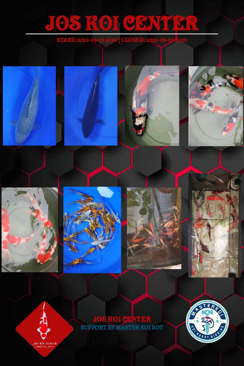 Master Koi - Lelang Ke-#030 Jos Koi Center Pasuruan