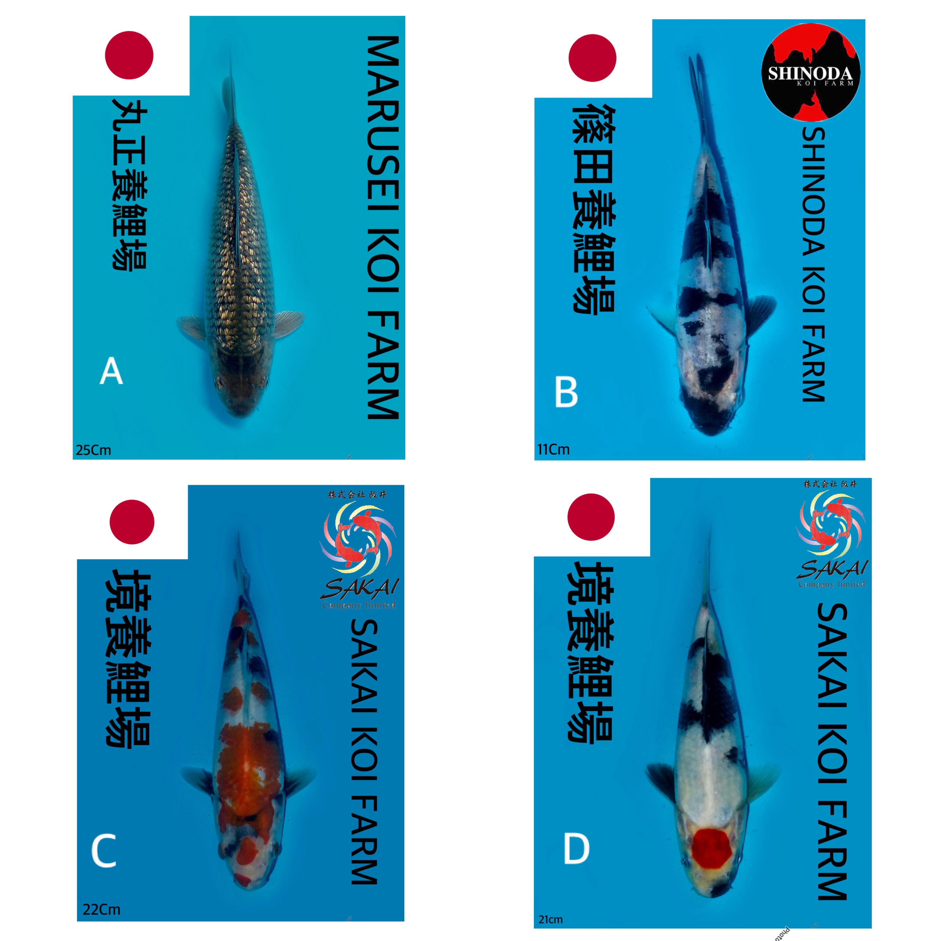 Master Koi - Lelang Ke-#074 Shizuki Koi Blitar