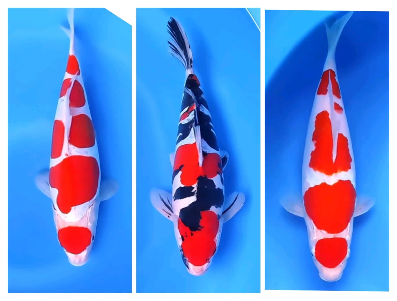 Master Koi - Lelang Ke-#077 Mubarok Koi Blitar