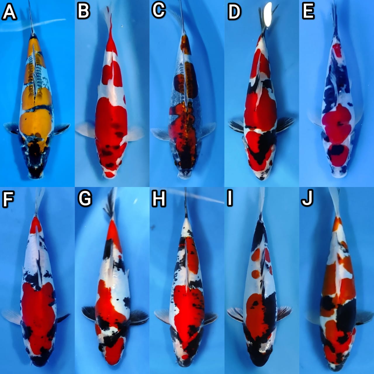 Master Koi - Lelang Ke-#007 Bejdo Koi Auction Blitar