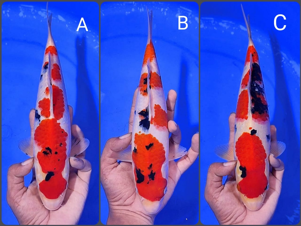 Master Koi - Lelang Ke-#007 Sans Koi Salatiga