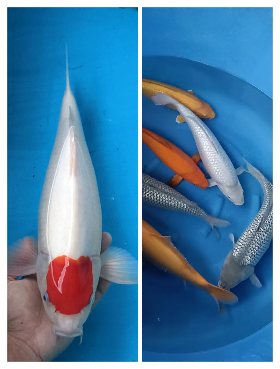 Master Koi - Lelang Ke-#069 Koi Bawa Hoki Blitar