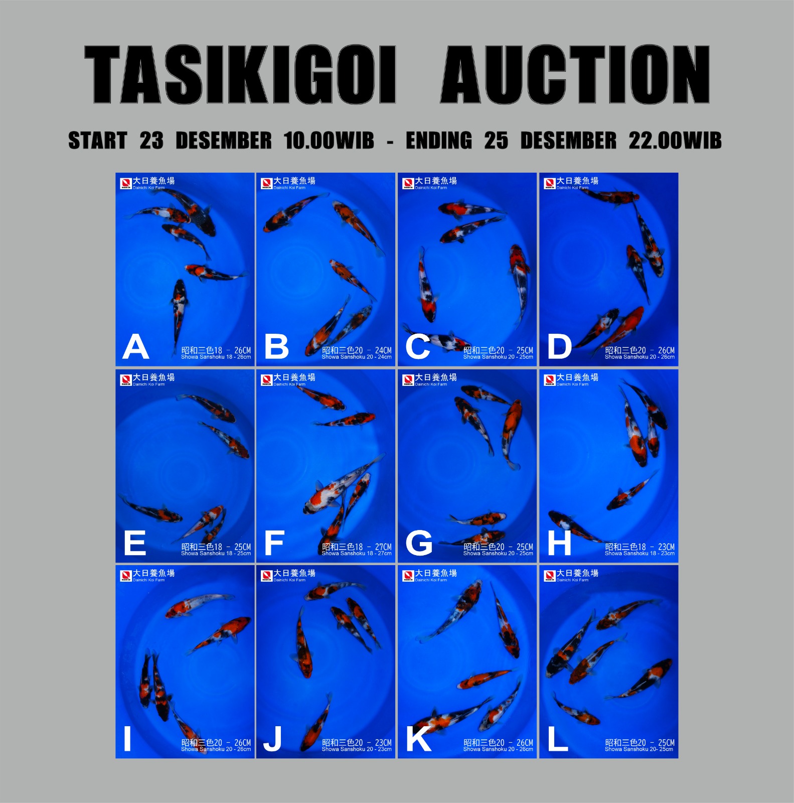 Master Koi - Lelang Ke-#061 Tasikigoi Tasikmalaya