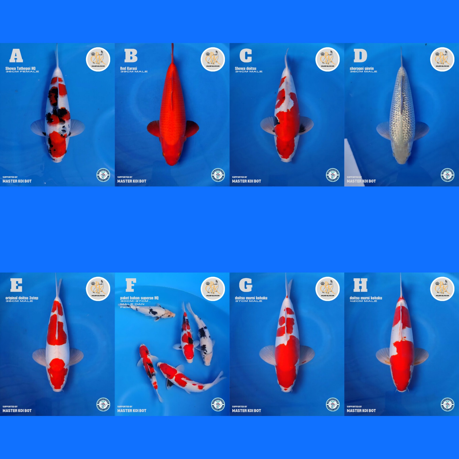 Master Koi - Lelang Ke-#007 Golden Black Koi Blitar