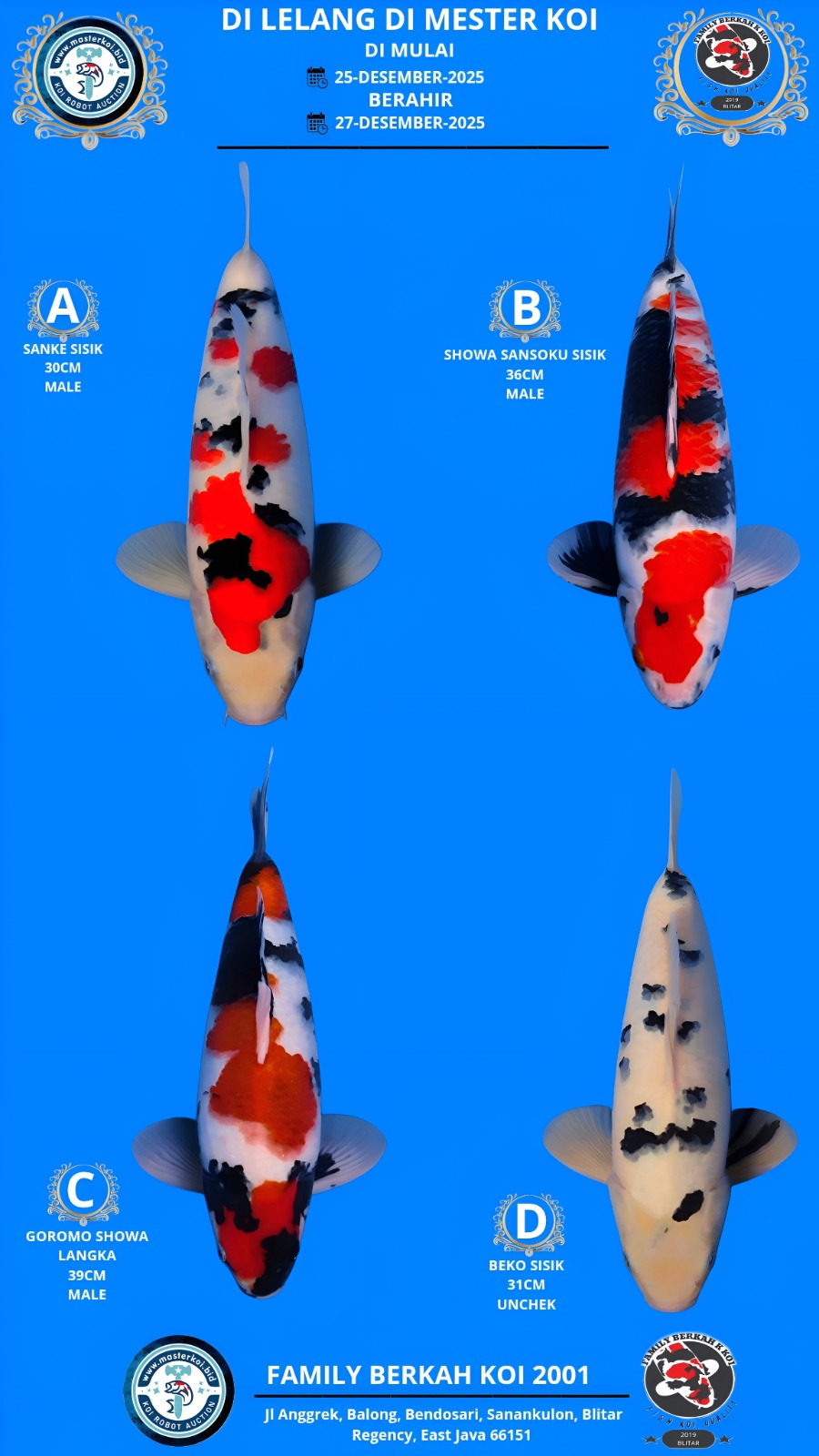 Master Koi - Lelang Ke-#105 Family Berkah Koi 2001 Blitar