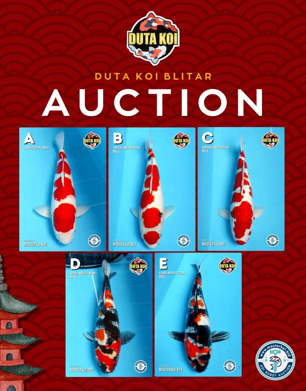 Master Koi - Lelang Ke-#016 Duta Koi Blitar