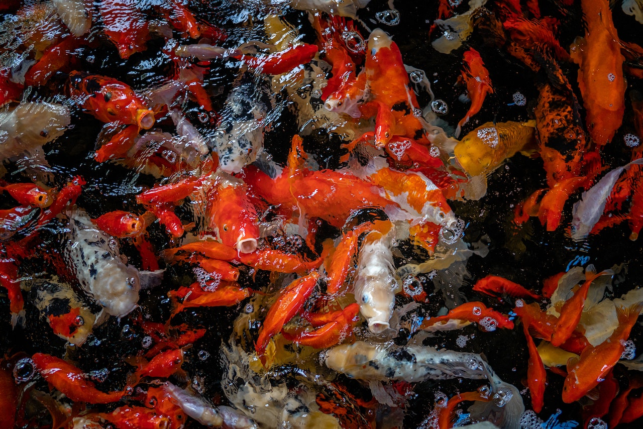 Robot Lelang Koi: Mengenal Robot Lelang di Dunia Perdagangan Ikan Koi ...