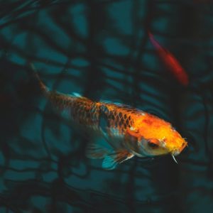 Platform BOT Lelang Koi - Master Koi BOT