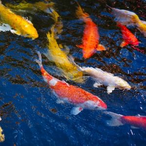 Platform BOT Lelang Koi - Master Koi BOT