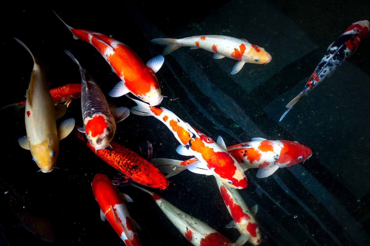 Robot Lelang Koi - Inovasi Teknologi di Dunia Perikanan - Master Koi BOT